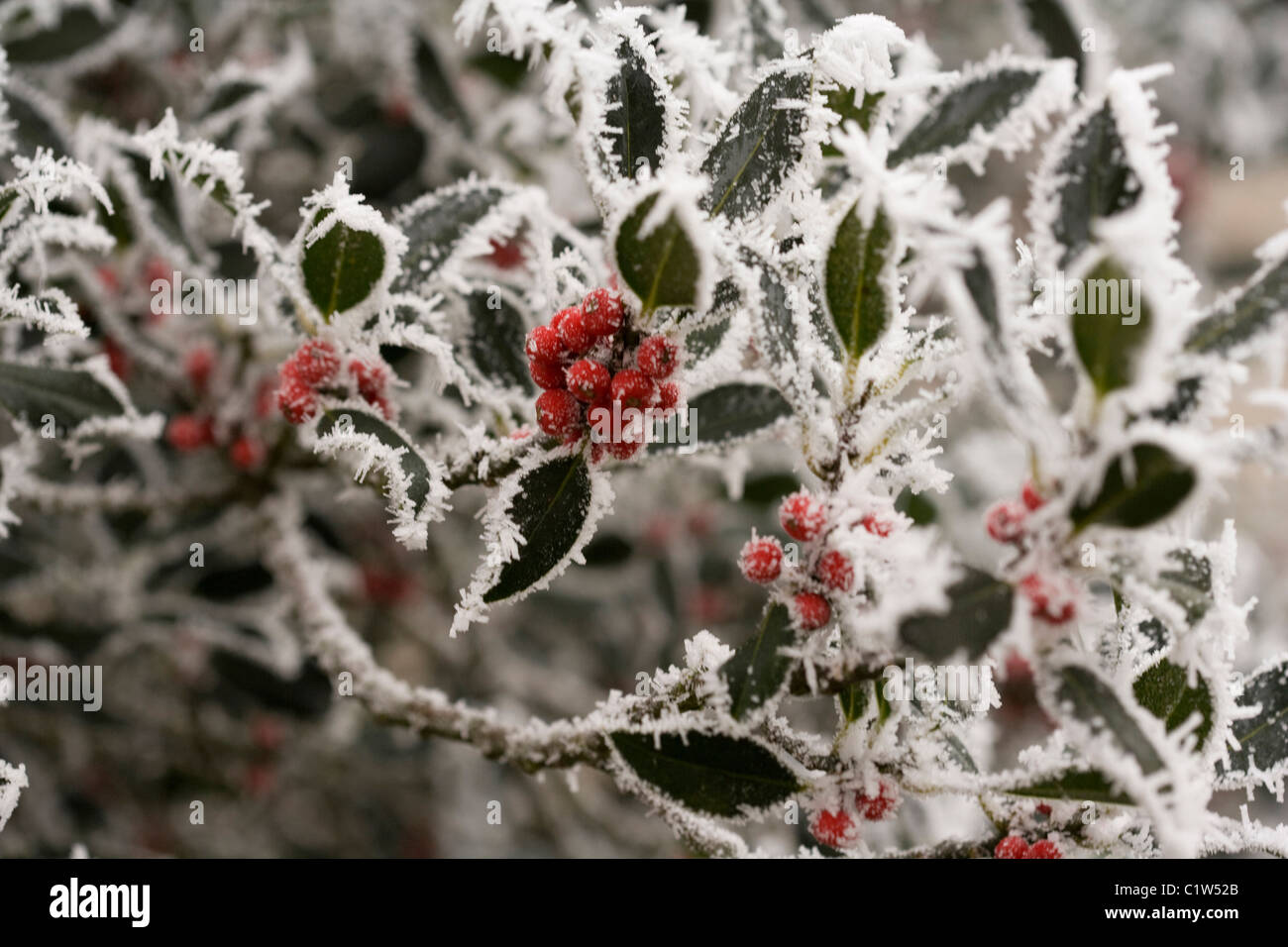Holly tree in the frost Stock Photo - Alamy