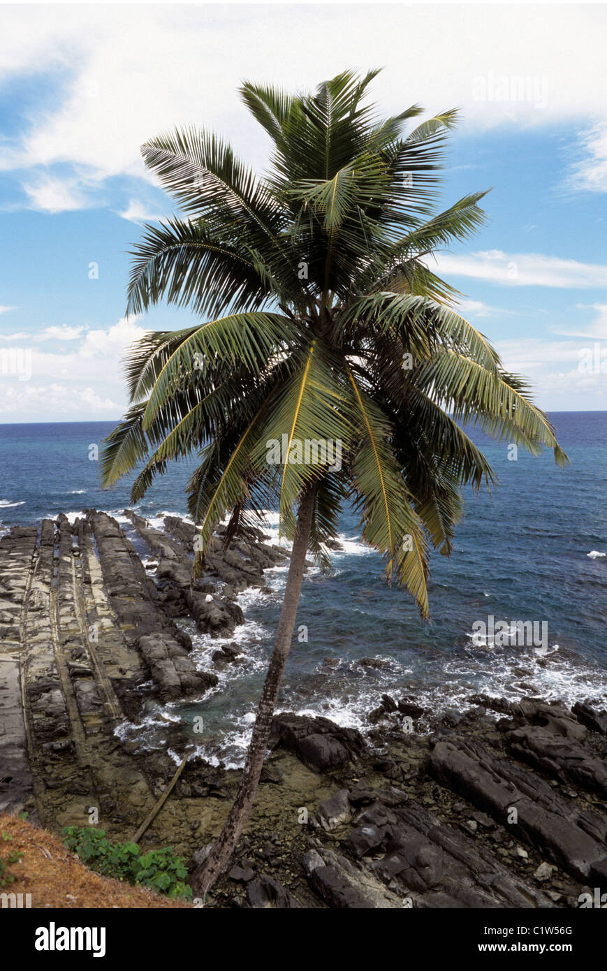 Palm tree at a coast, Port Blair, Andaman and Nicobar Islands, India ...