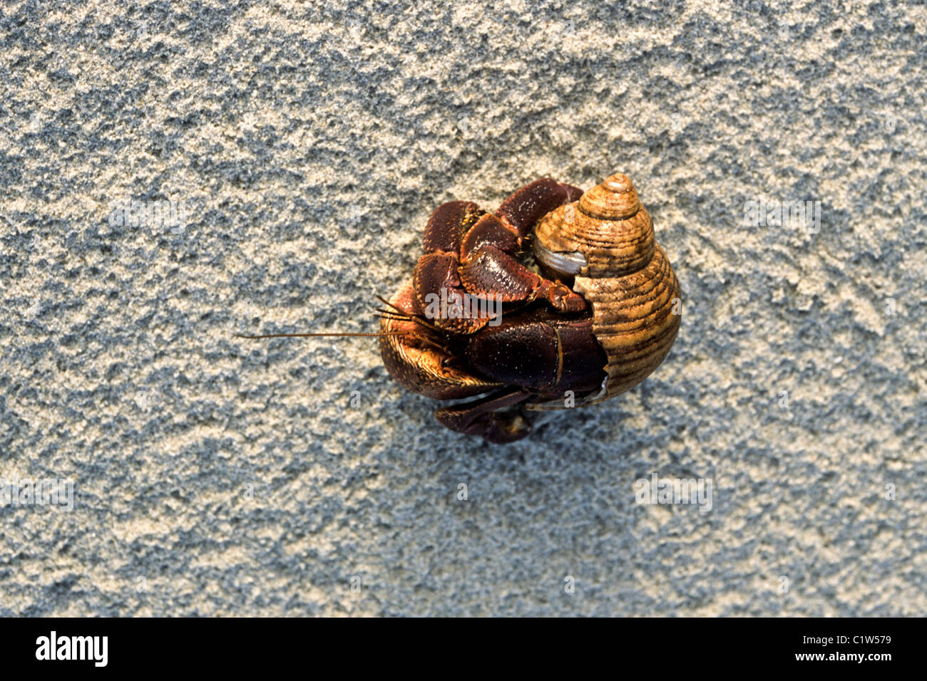 Shell on the beach, Port Blair, Andaman and Nicobar Islands, India ...