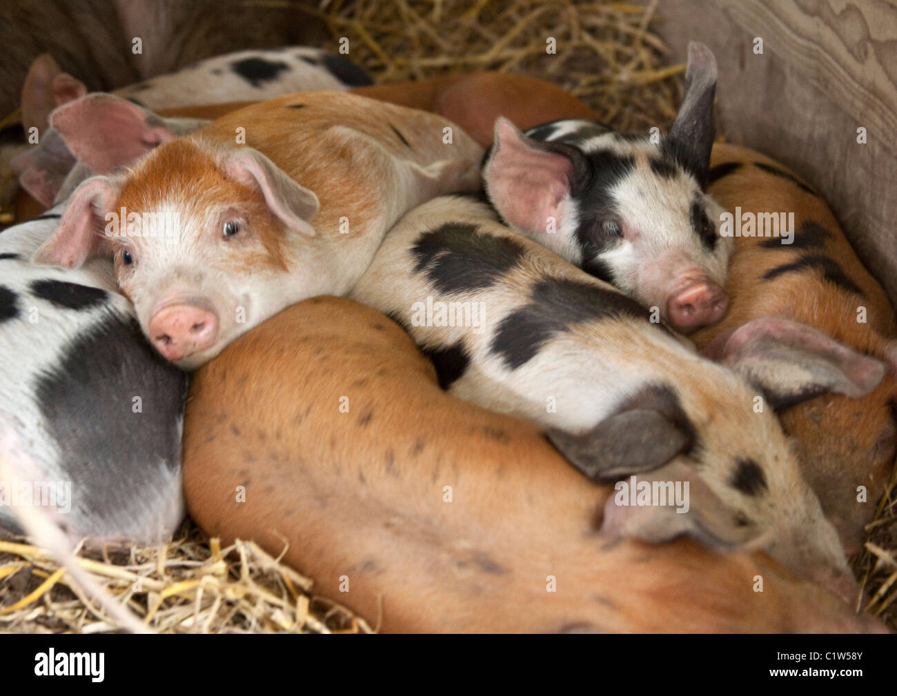 Piglets snuggling together Stock Photo - Alamy