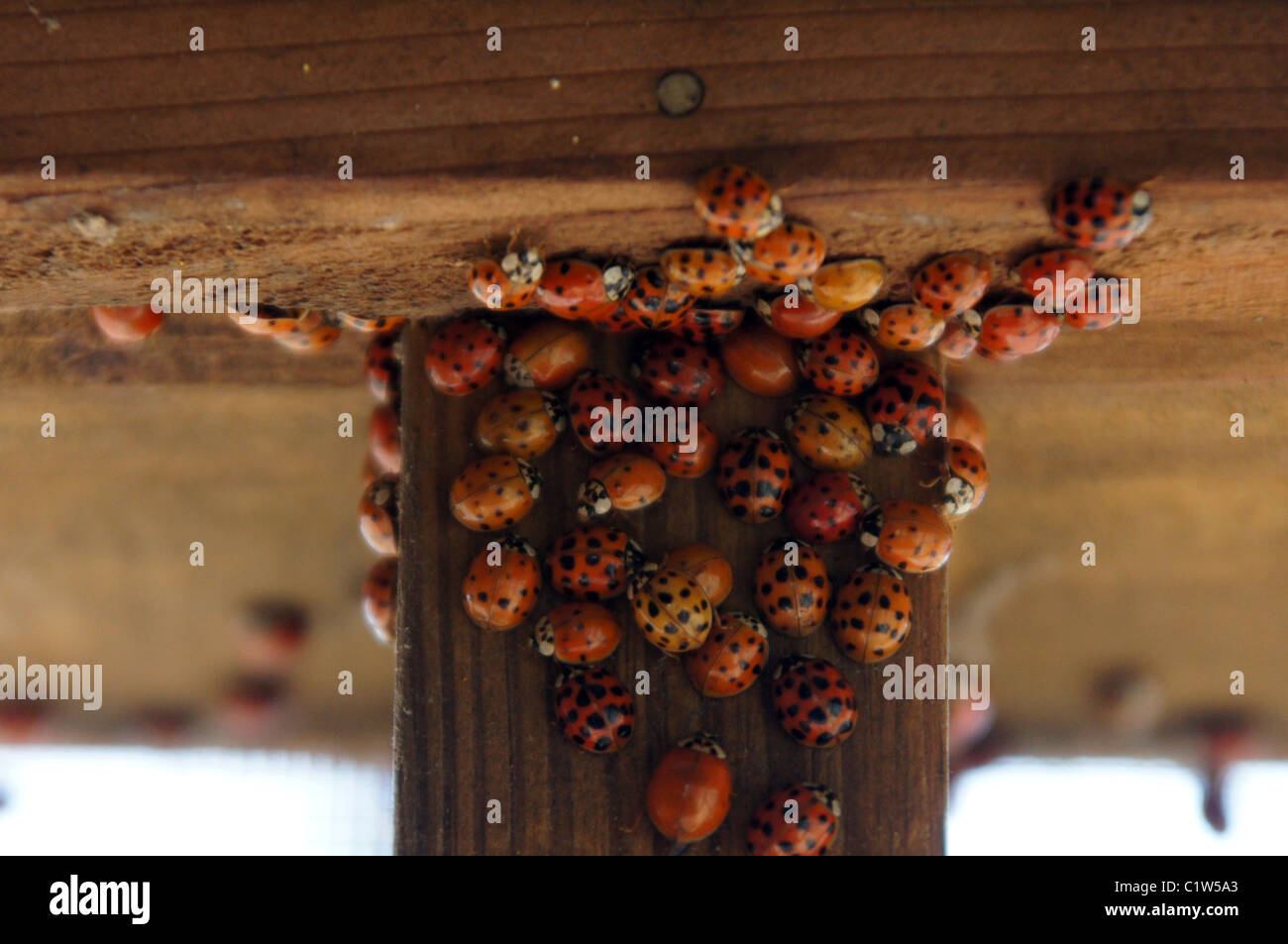 My first ladybug hi-res stock photography and images - Alamy