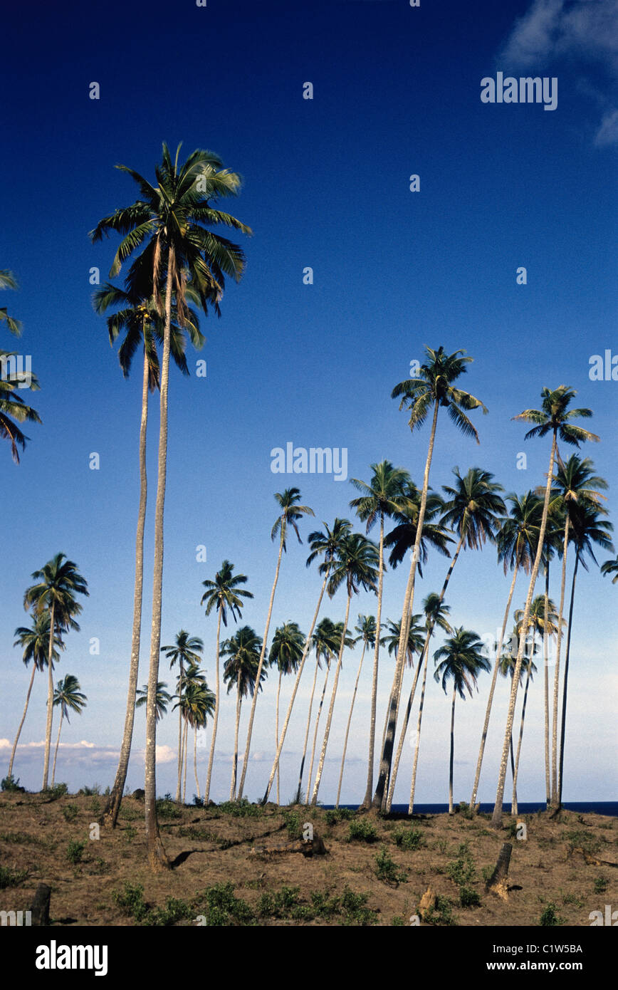 Palm trees on the beach, Port Blair, Andaman and Nicobar Islands, India ...