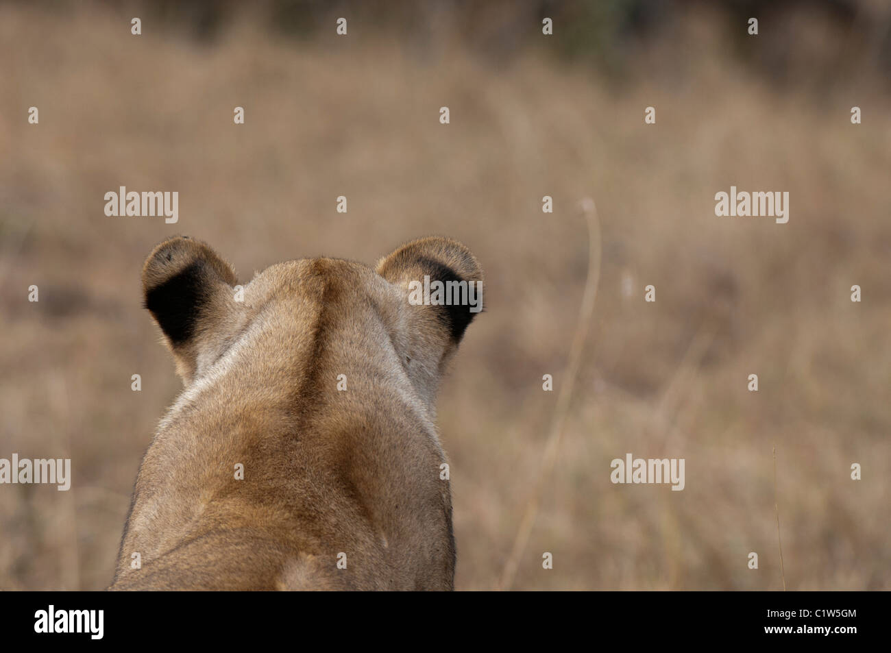 Africa,Kenya, Masai Mara, rear view of Lion (Panthera leo Stock Photo ...
