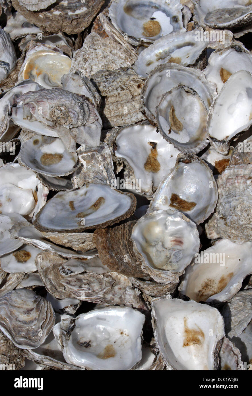 Pearl oyster fishing hi-res stock photography and images - Alamy
