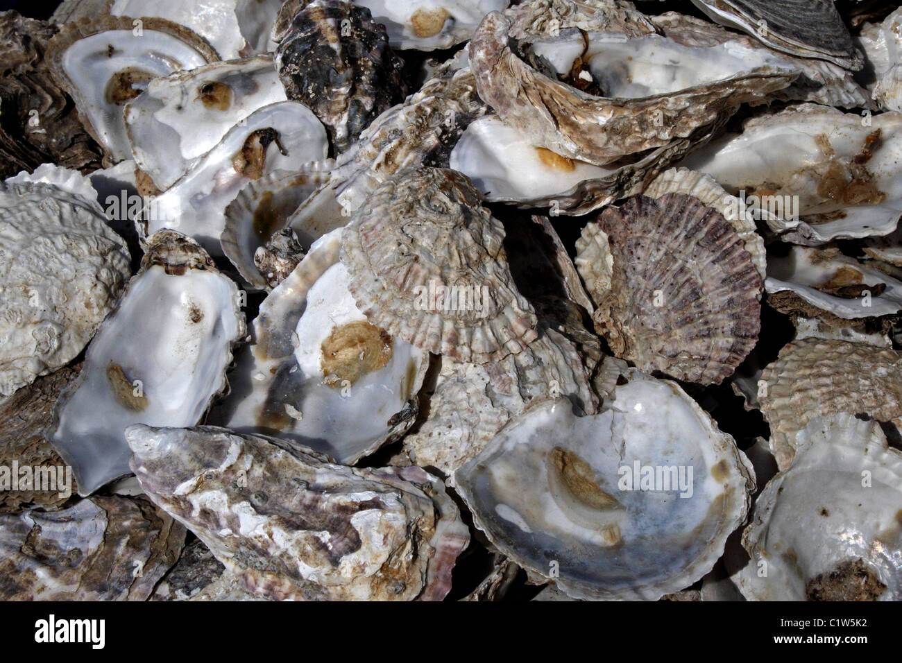 Oyster shells hi-res stock photography and images - Alamy