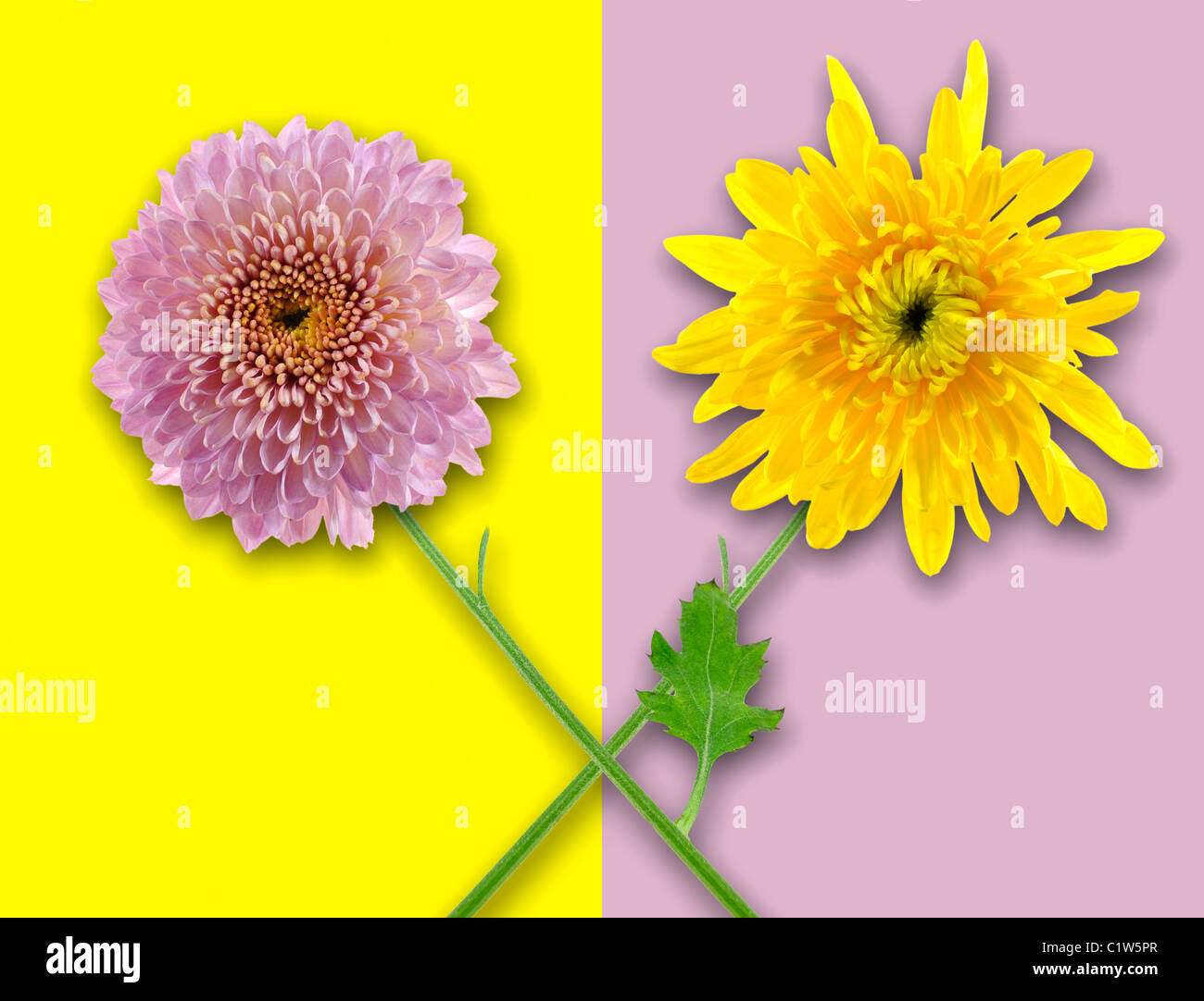 Two flowers in opposite color background Stock Photo - Alamy