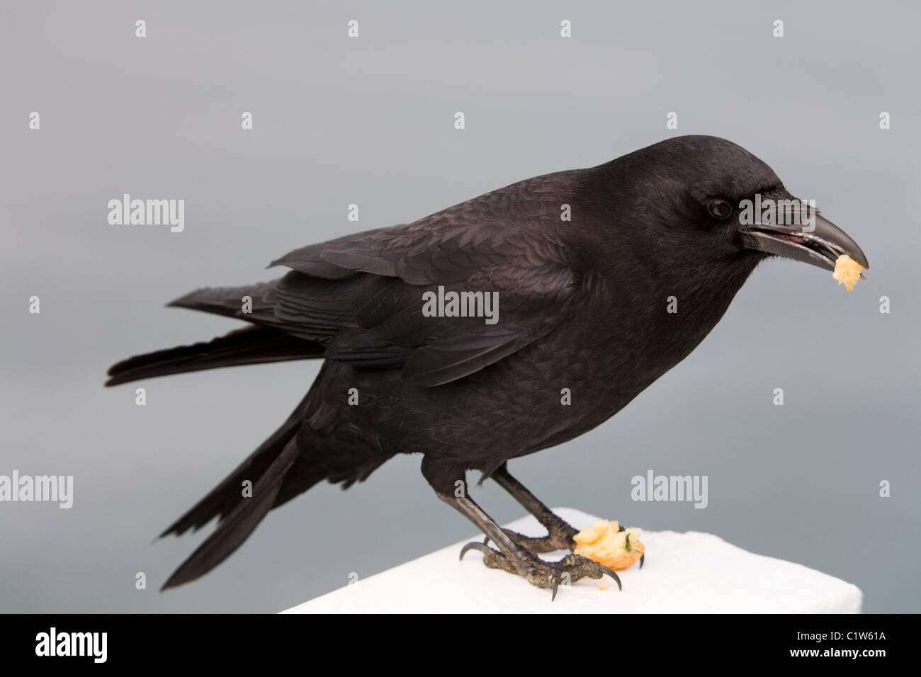 Close-up of a raven feeding, Juneau, Alaska, USA Stock Photo - Alamy