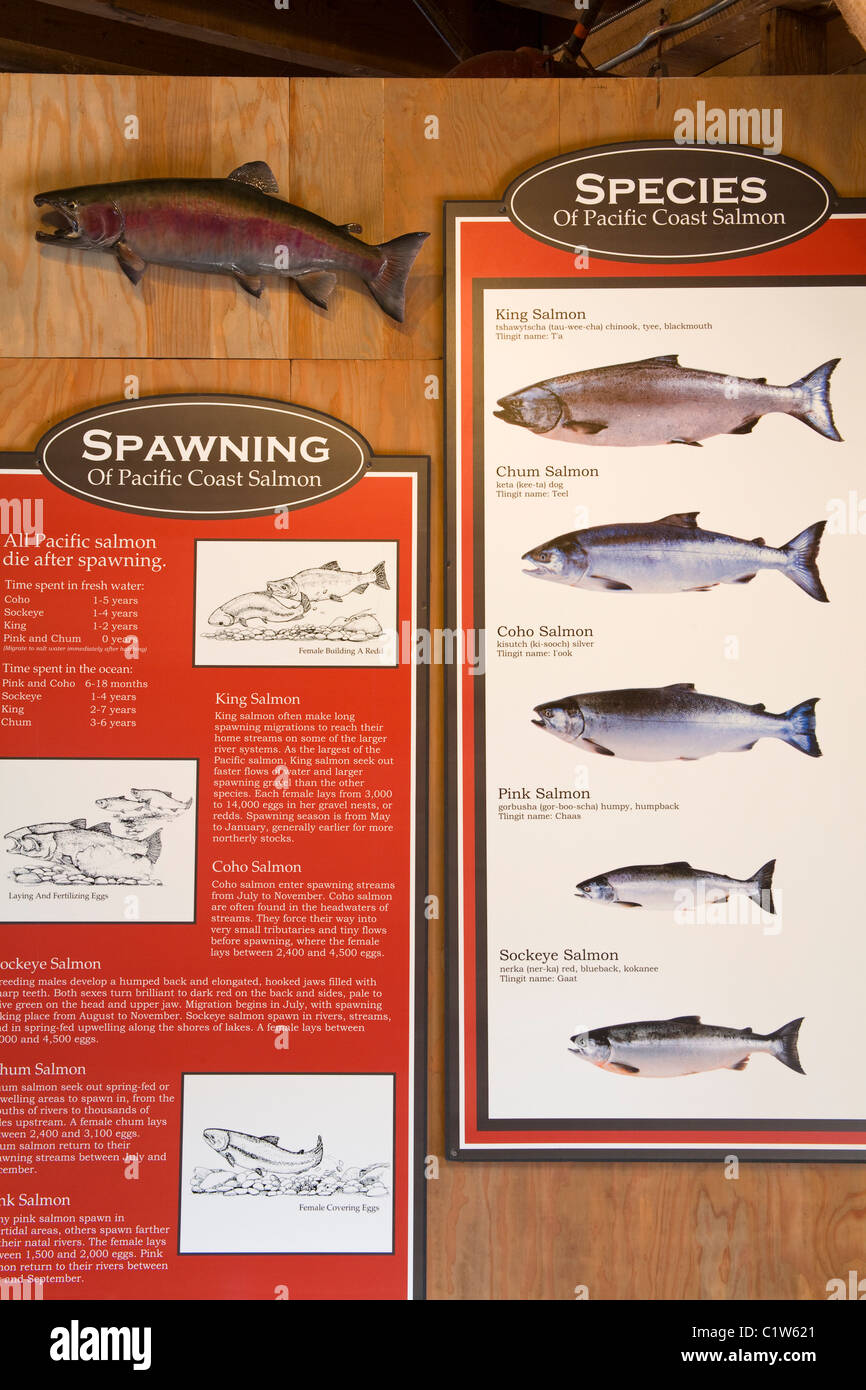 Fishing exhibition in a museum, Cannery Museum, Icy Strait Point ...