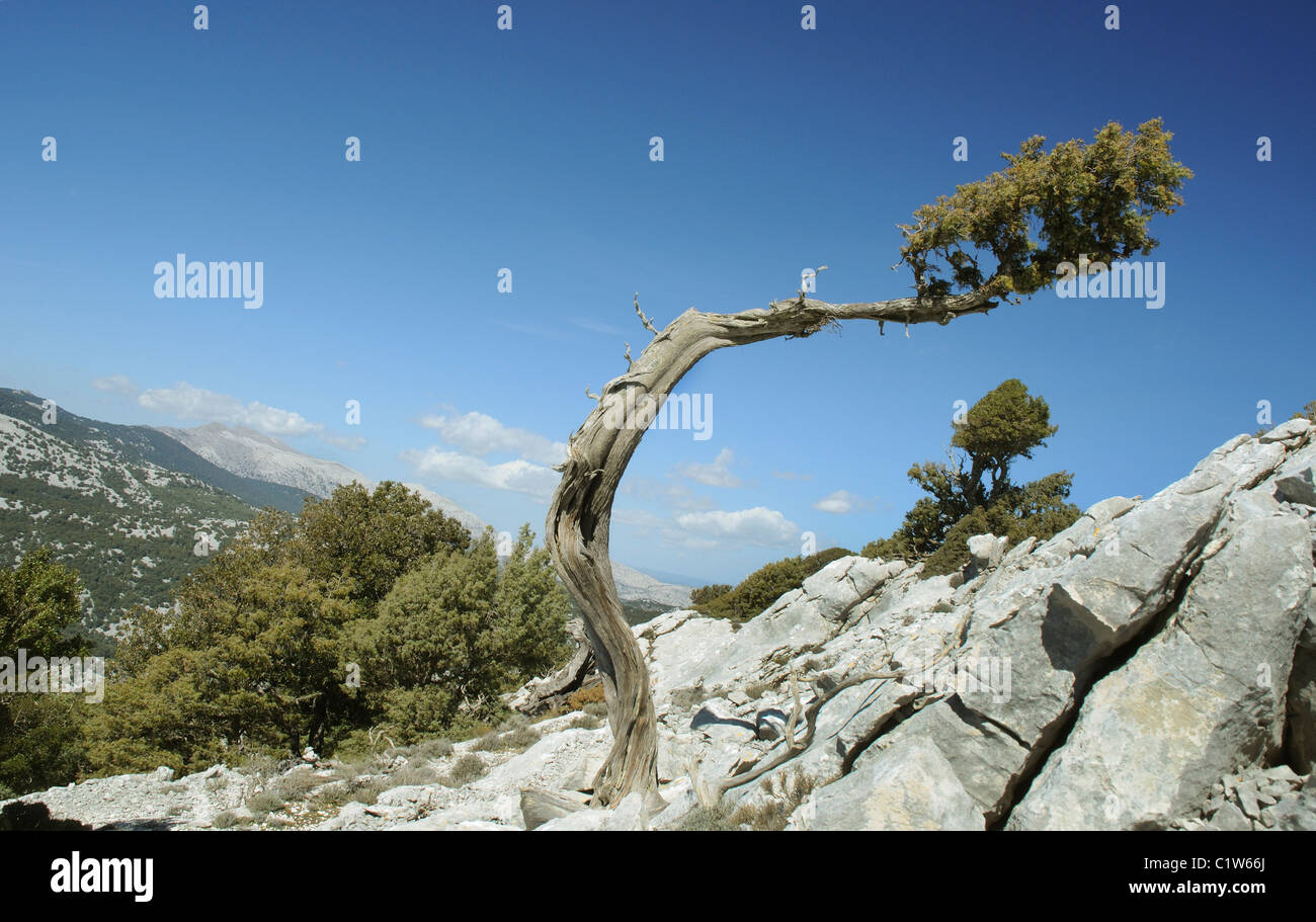 Old juniper tree, Supramonte region, Sardinia, Italy Stock Photo - Alamy