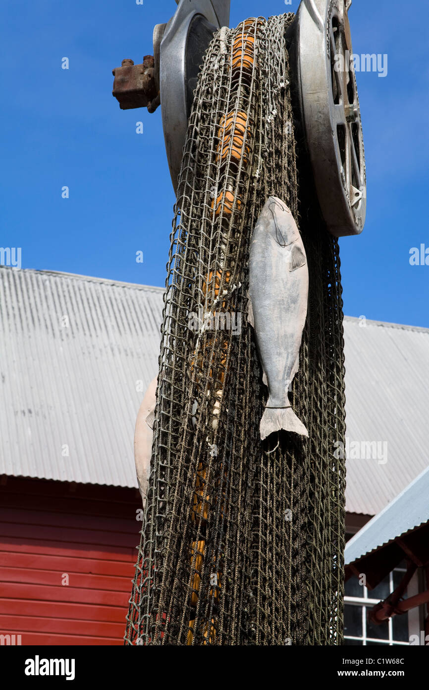 Fish trapped in a commercial fishing net, Cannery Museum, Icy Strait ...
