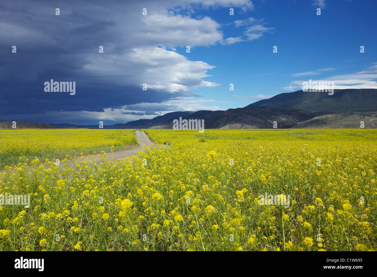 Blooming Canola field or Rapeseed (Brassica Napus) field with storm ...