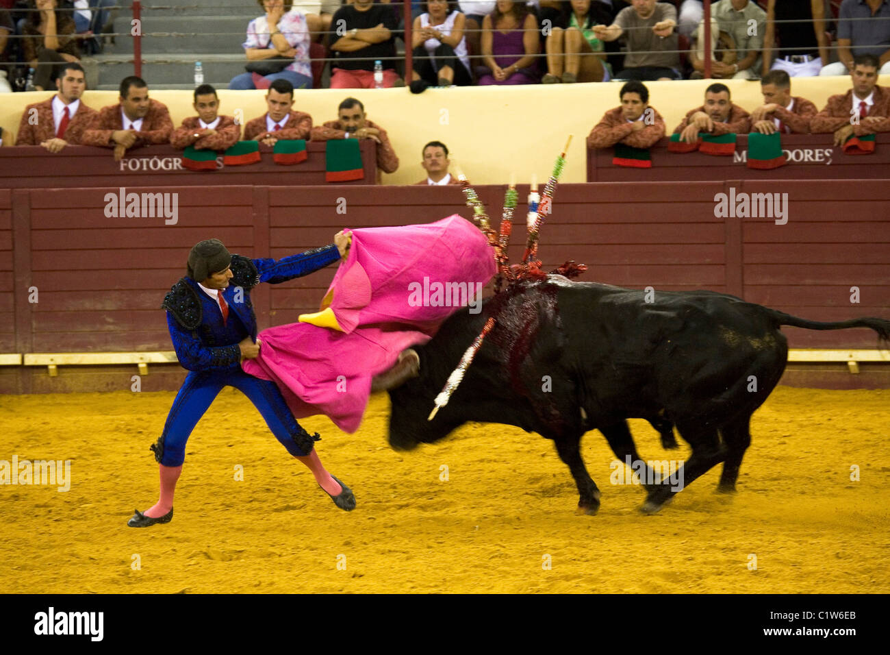 A Matadore in action during Portuguese style bullfighting at the Campo ...