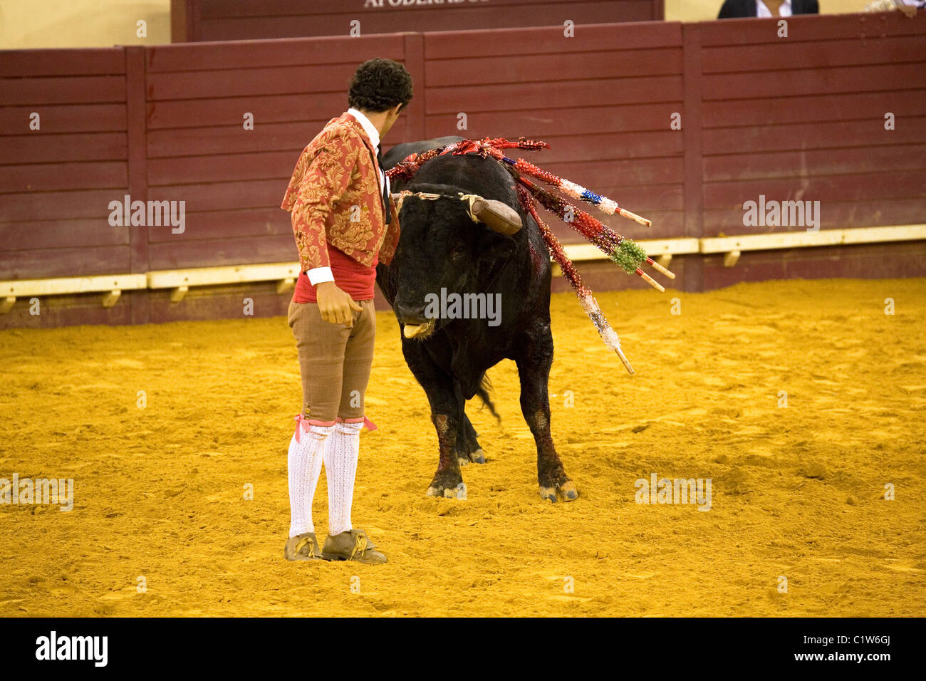 A bullfighter (Forcado) looks at a bull in Portuguese style ...