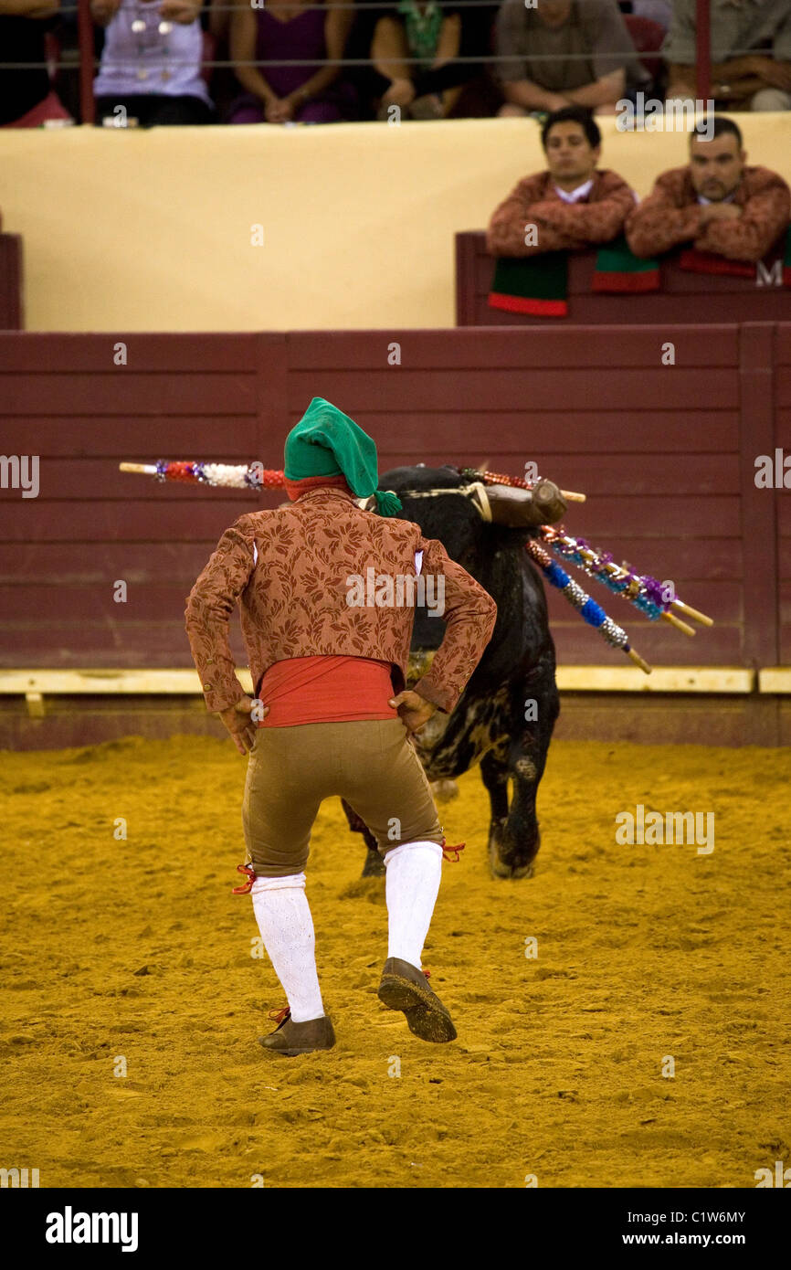 A bullfighter (Forcado) provokes a bull to charge in Portuguese style ...