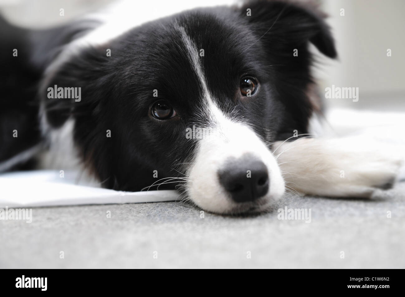 Close-up of a Border Collie Stock Photo - Alamy