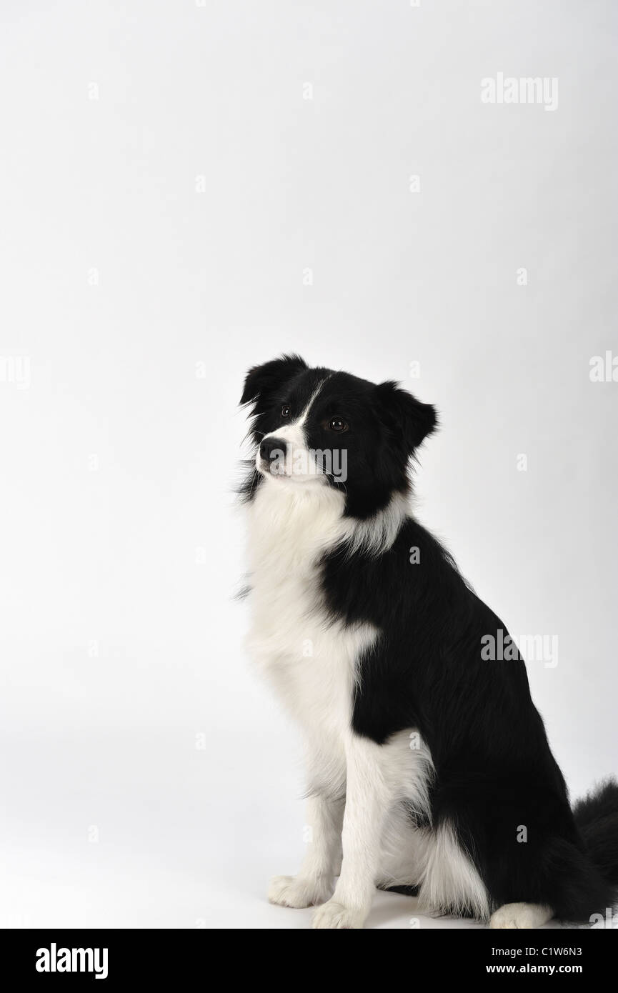 Spotted border collie hi-res stock photography and images - Alamy