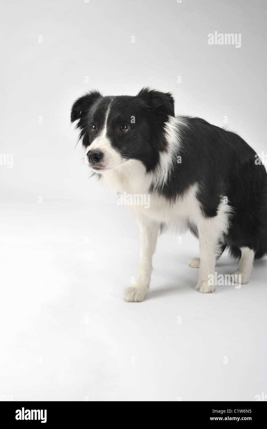 Close-up of a Border Collie Stock Photo - Alamy