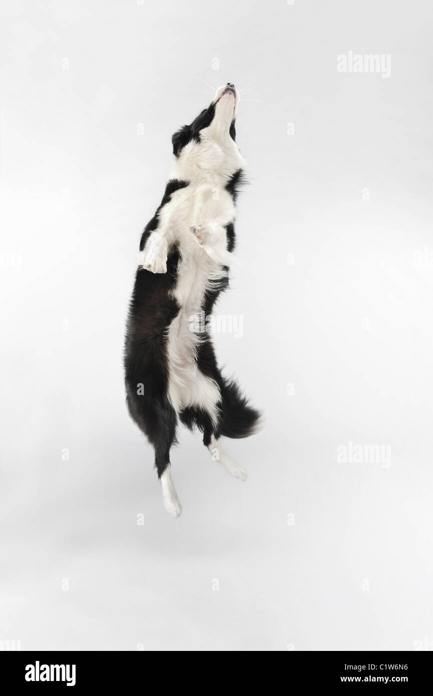 Close-up of a Border Collie jumping Stock Photo - Alamy