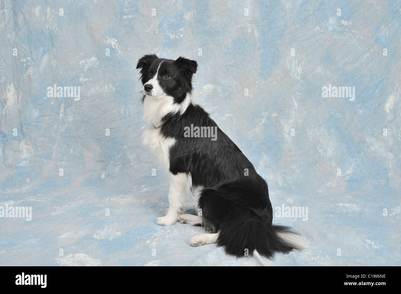 Close-up of a Border Collie Stock Photo - Alamy