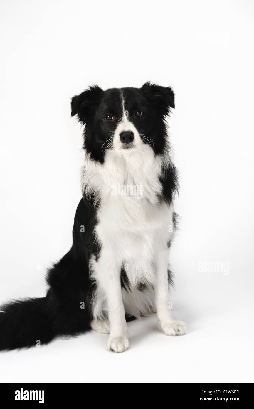 Spotted border collie hi-res stock photography and images - Alamy