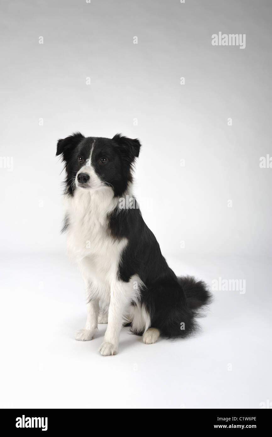 Close-up of a Border Collie Stock Photo - Alamy