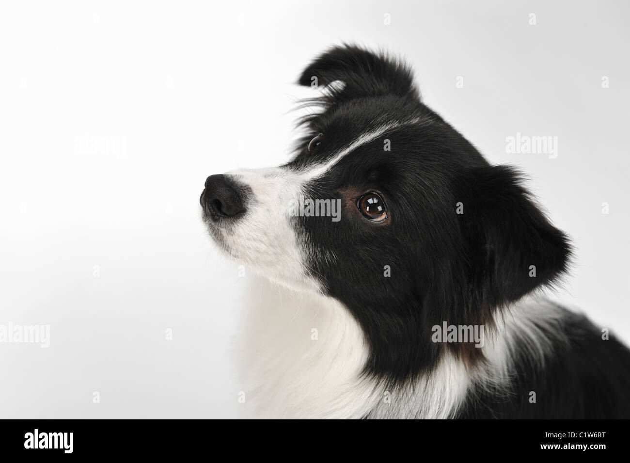 Close-up of a Border Collie Stock Photo - Alamy