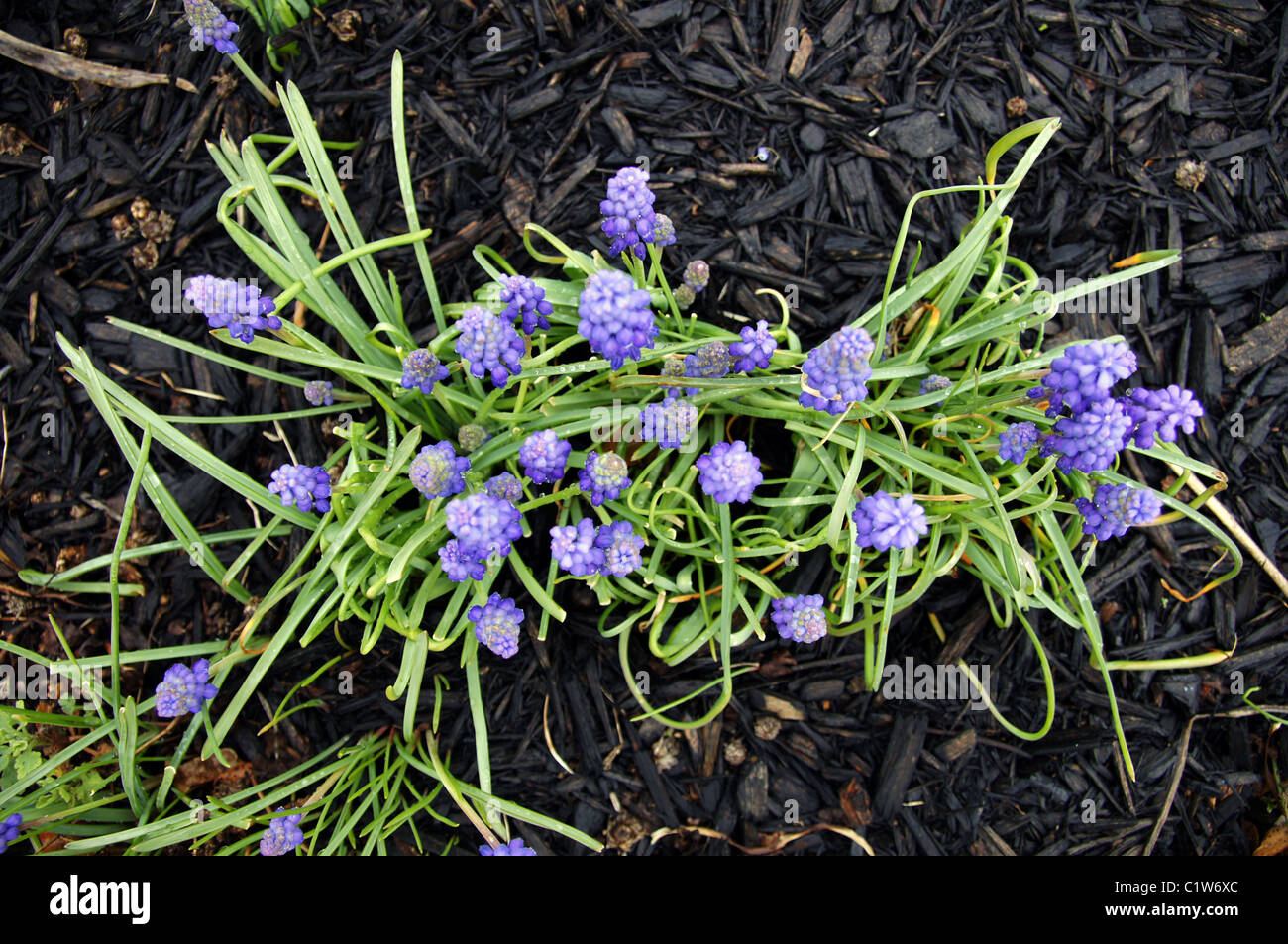 Mulch hi-res stock photography and images - Alamy