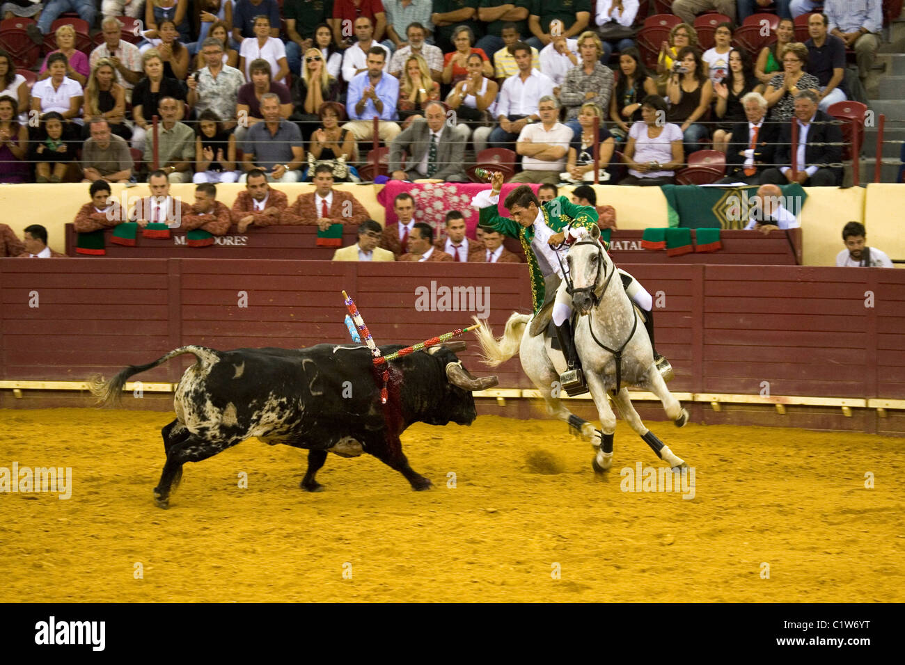A skilled horseman (Cavaleiro) in action during a Portuguese style ...