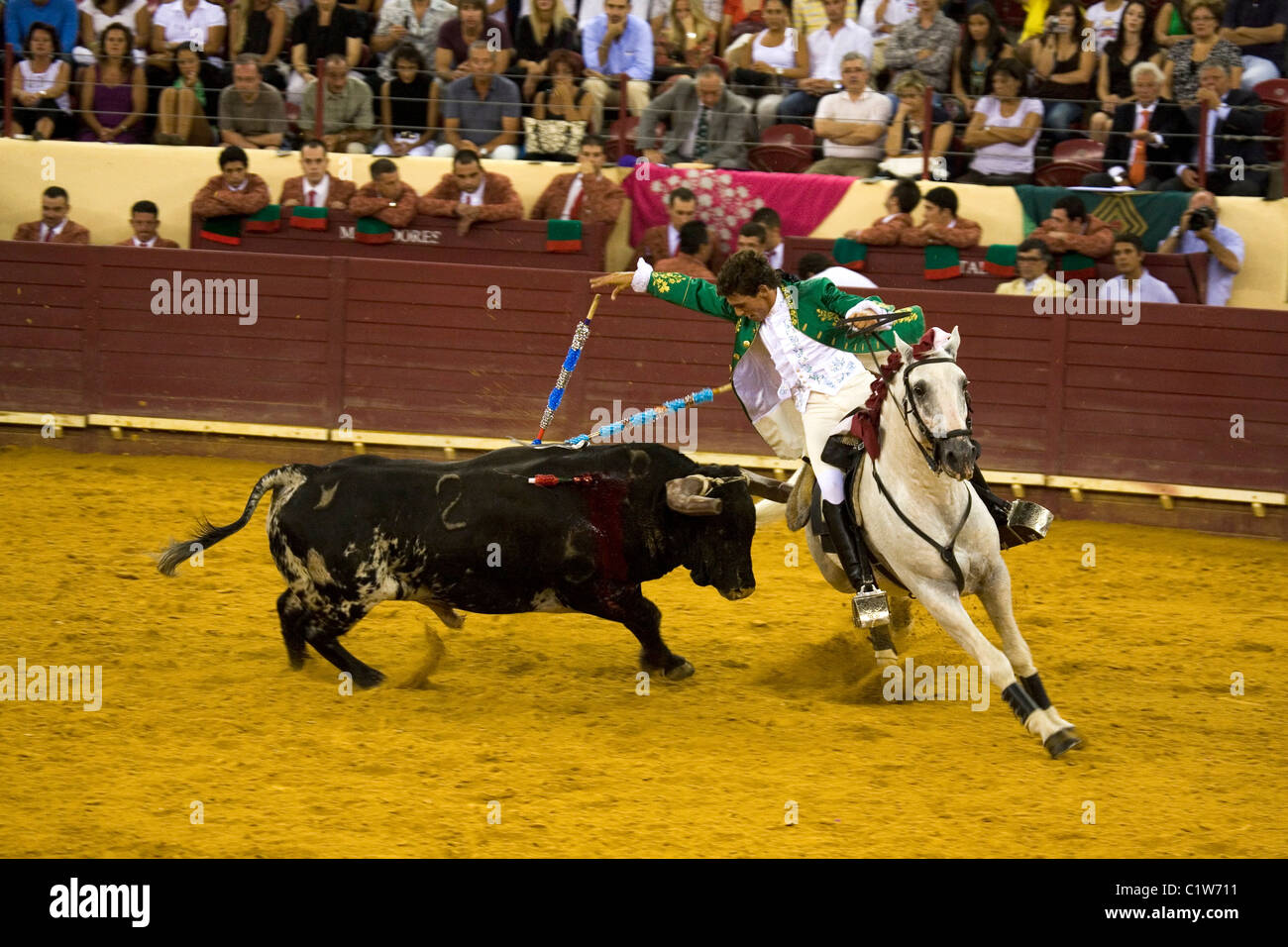 A skilled horseman (Cavaleiro) in action during a Portuguese style ...