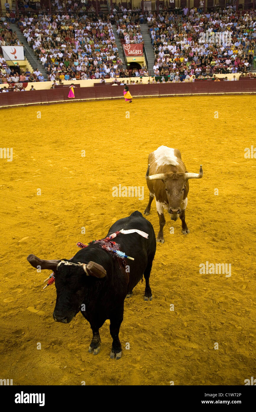 The bull leaves the ring at the end of a Portuguese style bullfight at ...