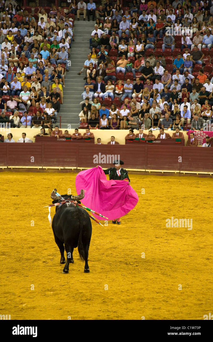 A Matadore in action during Portuguese style bullfighting at the Campo ...