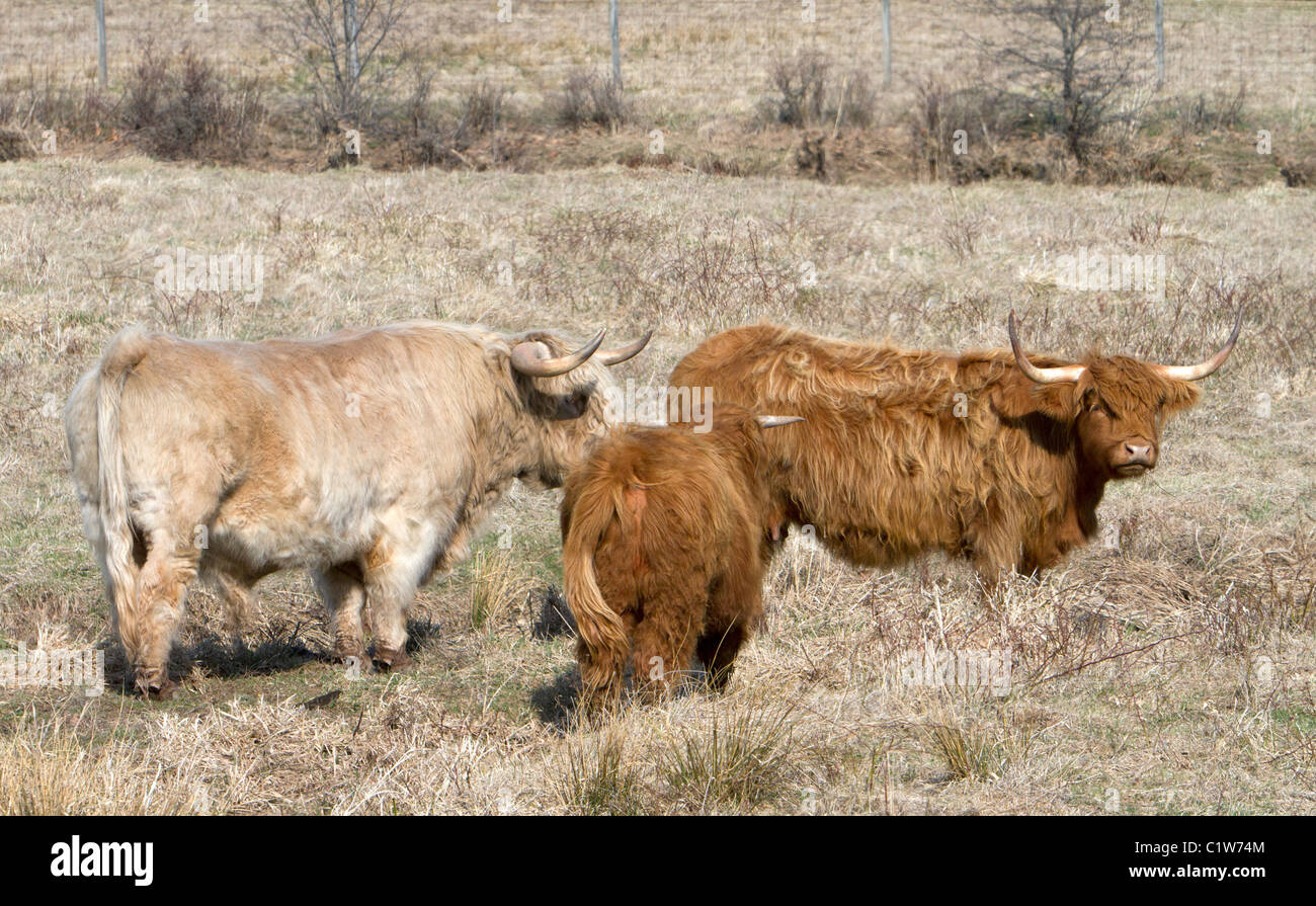Scotland beef hi-res stock photography and images - Alamy