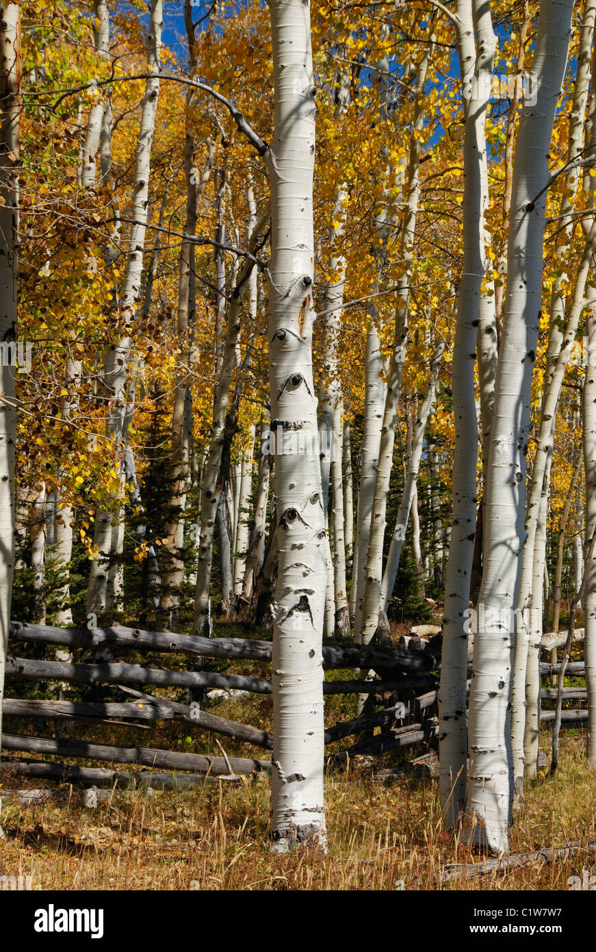 Birch trees in a forest, Colorado, USA Stock Photo - Alamy