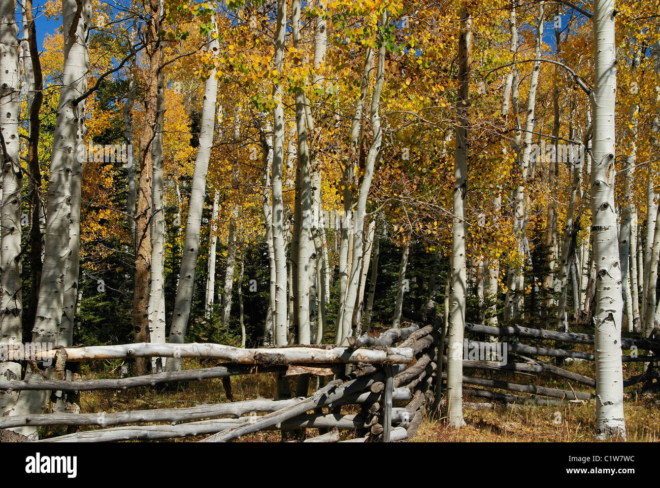 Birch trees with a fence in a forest, Colorado, USA Stock Photo - Alamy