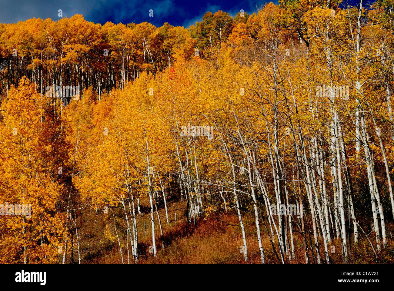 Birch trees in autumn, Colorado, USA Stock Photo - Alamy