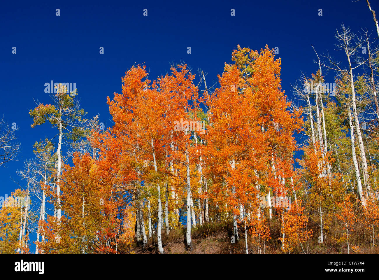 Birch trees in autumn, Colorado, USA Stock Photo - Alamy