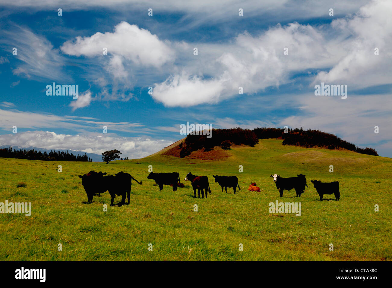 Hawaii kohala mountain hill hi-res stock photography and images - Alamy