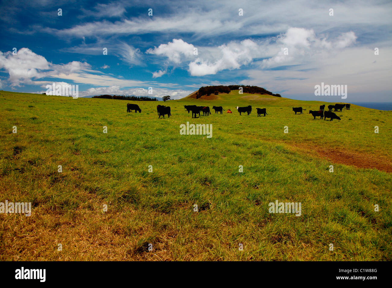 Hawaii kohala mountain hill hi-res stock photography and images - Alamy