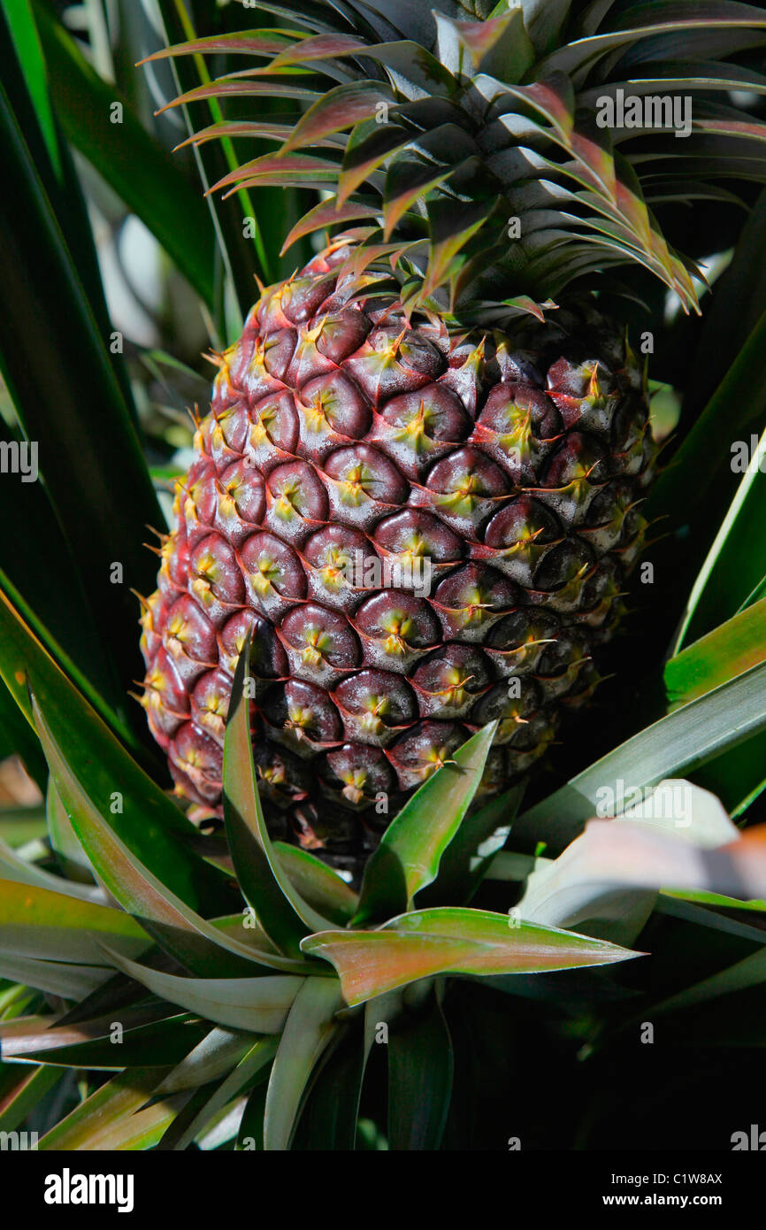 Big tree pineapple hi-res stock photography and images - Alamy