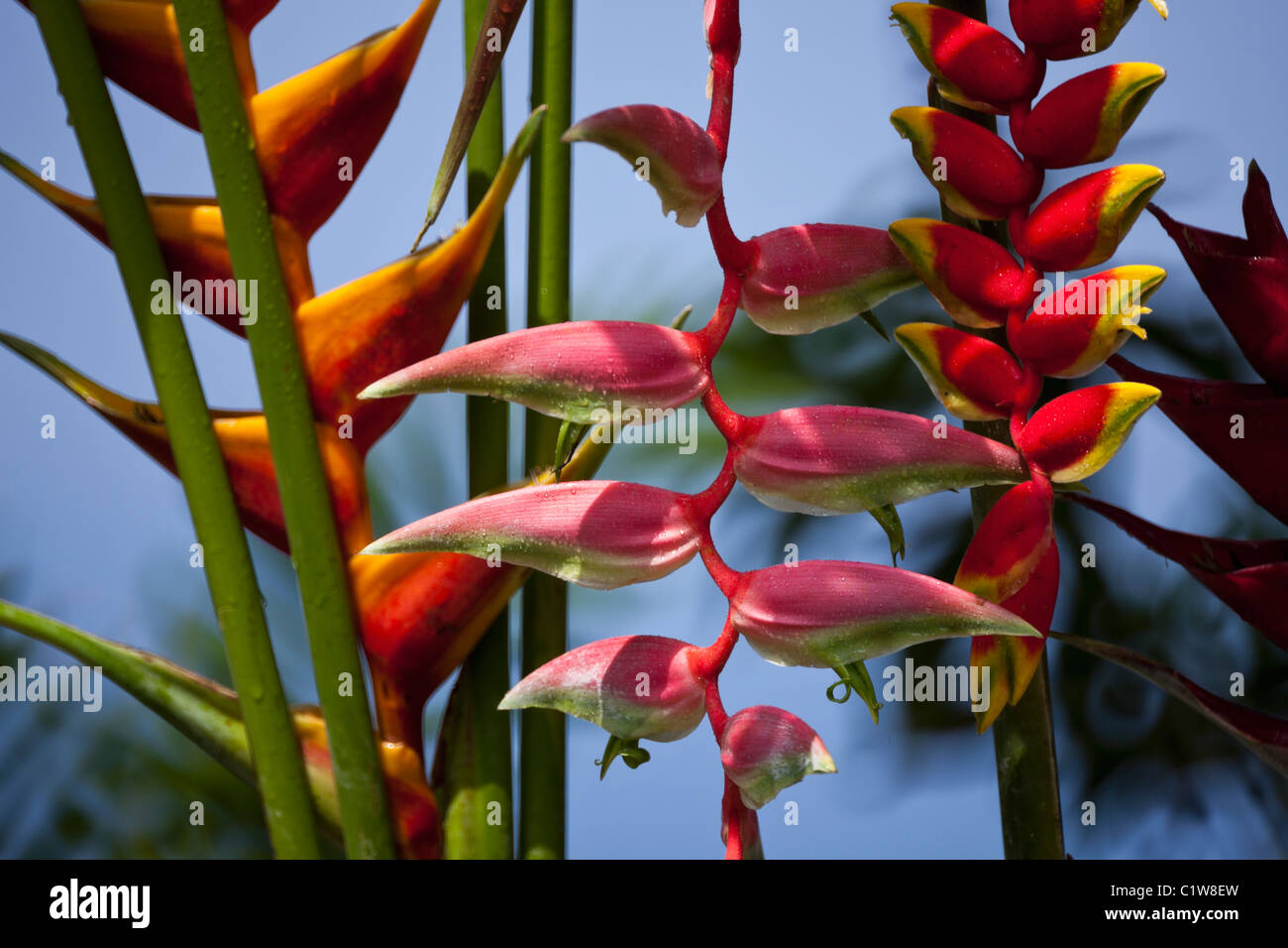 Pink Heliconia (Heliconia chartacea) with heliconia caribea in ...