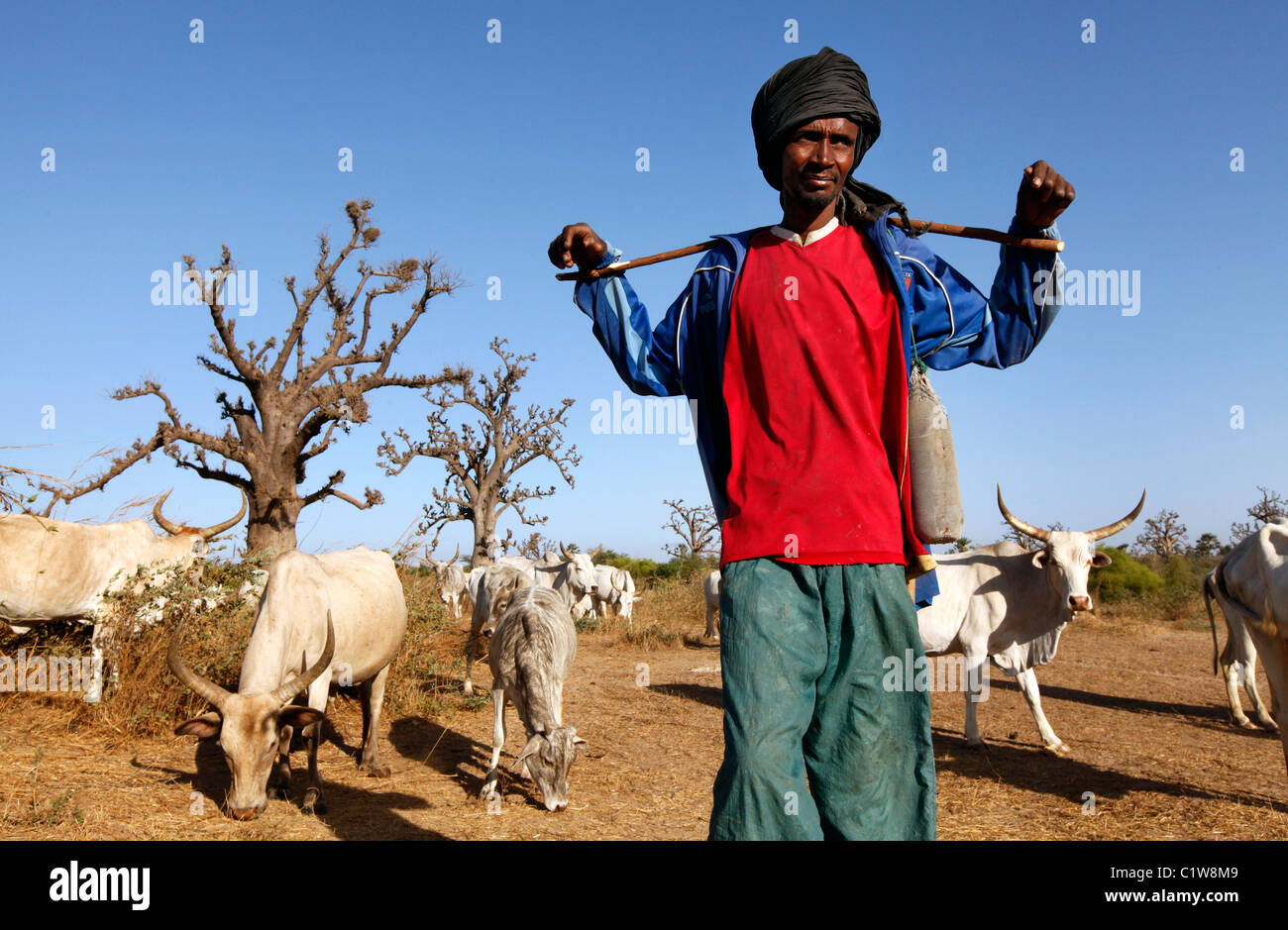 Herdsman with cattle in Senegal Stock Photo - Alamy