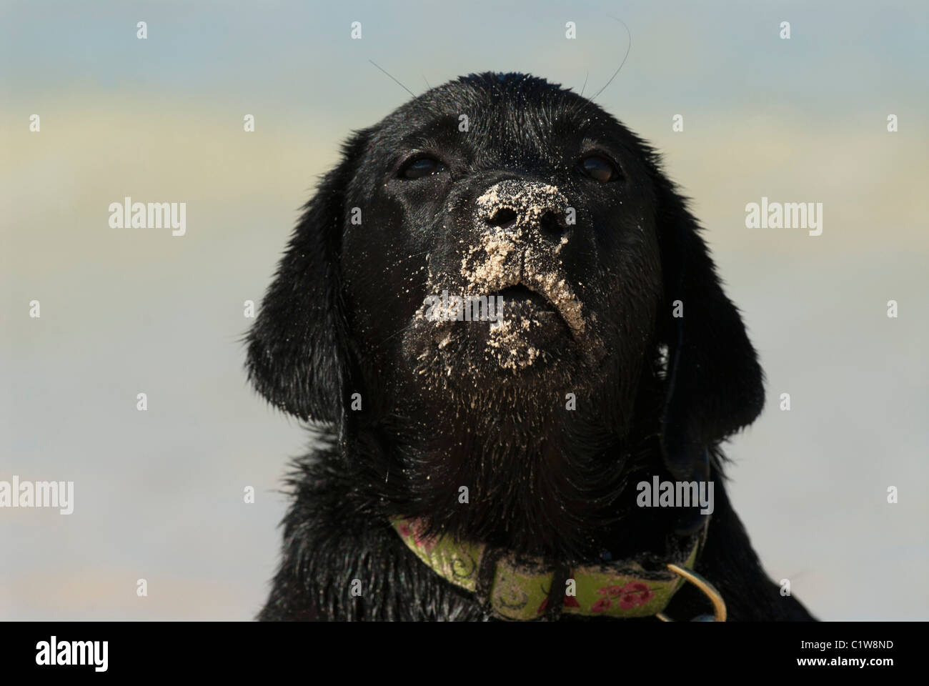 Kailua beach dog hi-res stock photography and images - Alamy