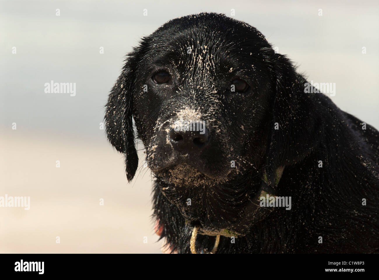 A black labrador looks at the camera with sand on her nose on Kailua ...