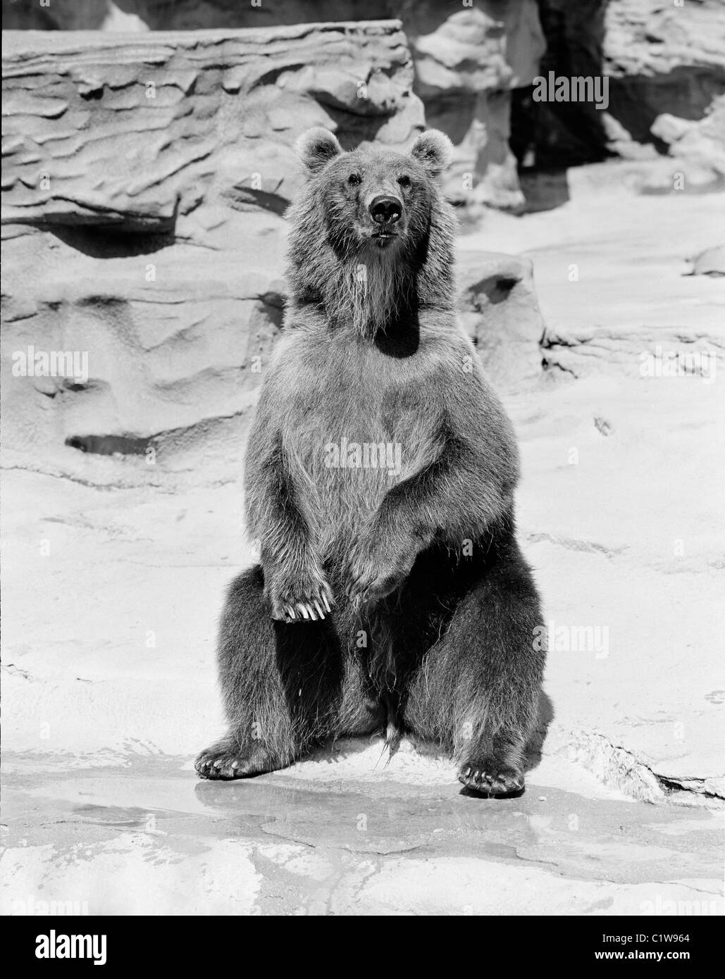 Brown Bear (Ursus arctos) rearing up Stock Photo - Alamy
