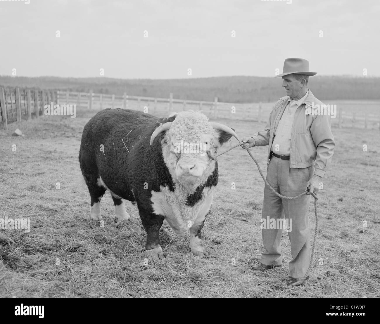 Farmer holding bull Stock Photo - Alamy