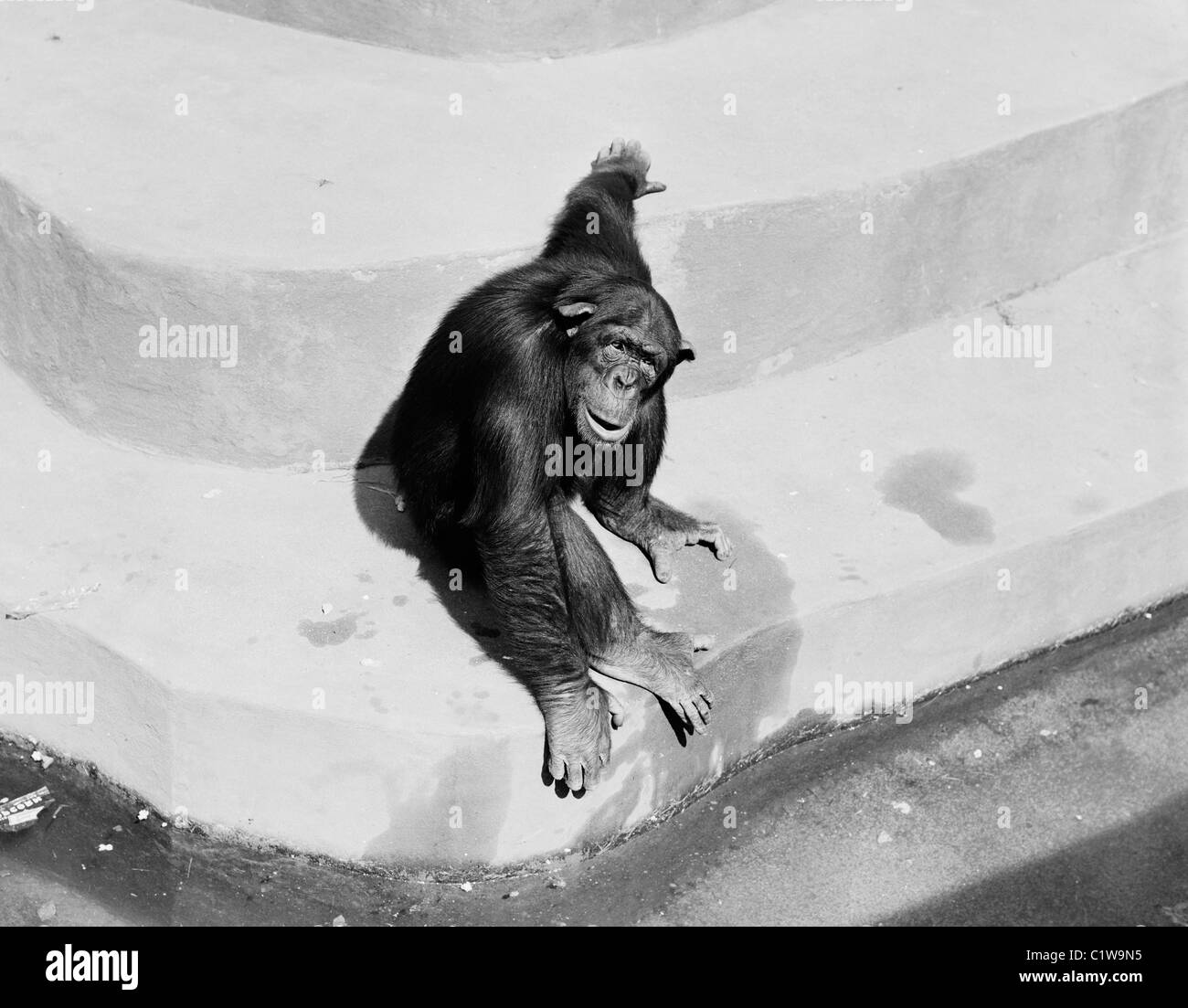 Animals of people monkey Black and White Stock Photos & Images - Alamy