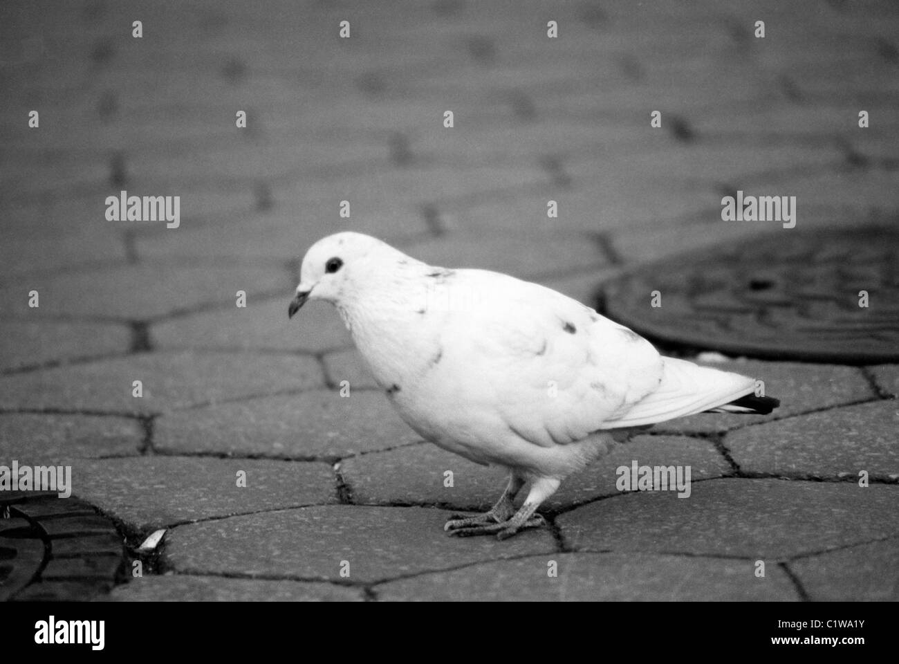 People standing sidewalk Black and White Stock Photos & Images - Alamy