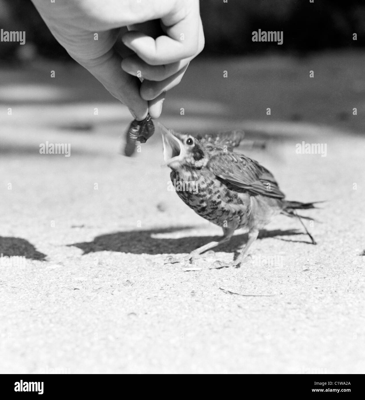 Bird human Black and White Stock Photos & Images - Alamy