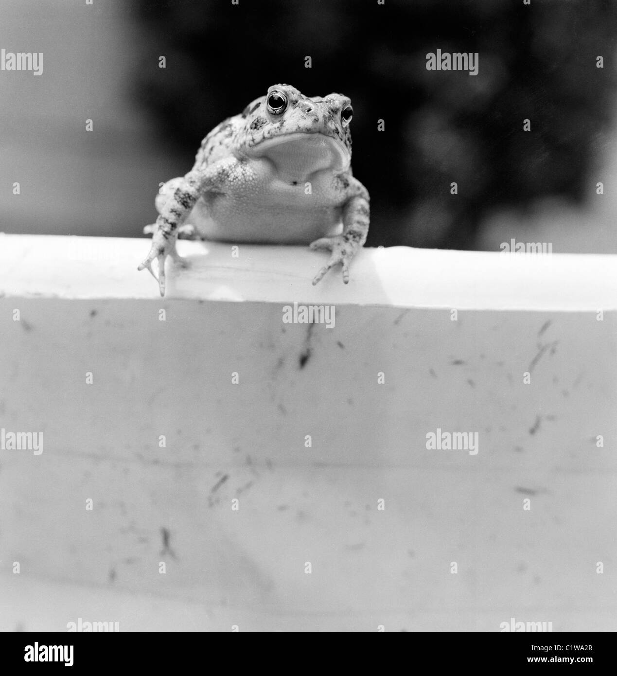 Toad sitting on wall Stock Photo - Alamy