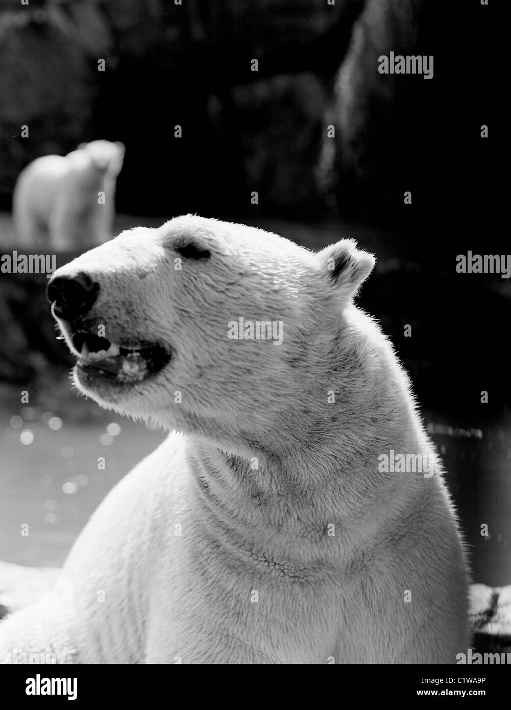 Polar bear on black Black and White Stock Photos & Images - Alamy
